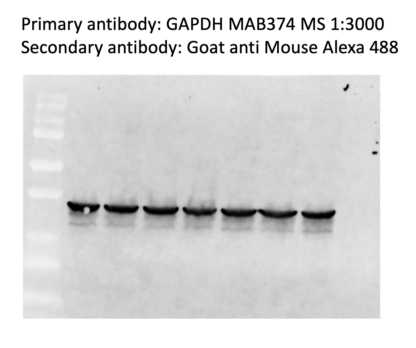 First Western Blot! – Wenpeng Liu Lab in University of Virginia